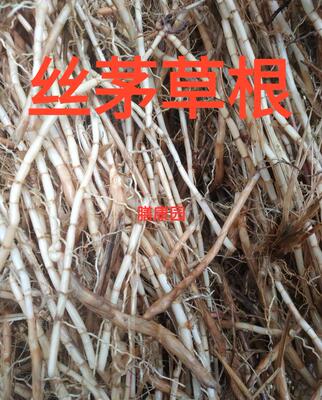 丝茅根500克新鲜茅根草茎叶 丝毛草 丝毛草根 黄茅 甜根草 白茅