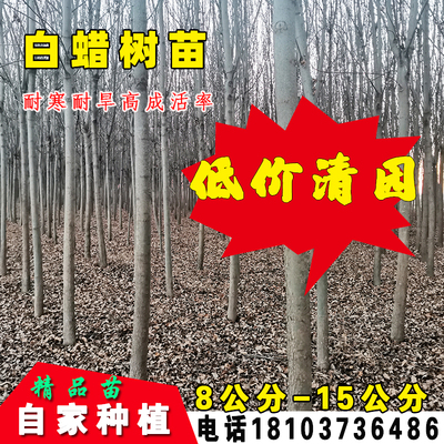 自家种植低价清园马路绿化白蜡树 道路景观风景树 胸径10公分以上