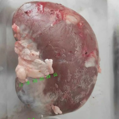 牧飞驼骆驼心腰子肝草原原生态