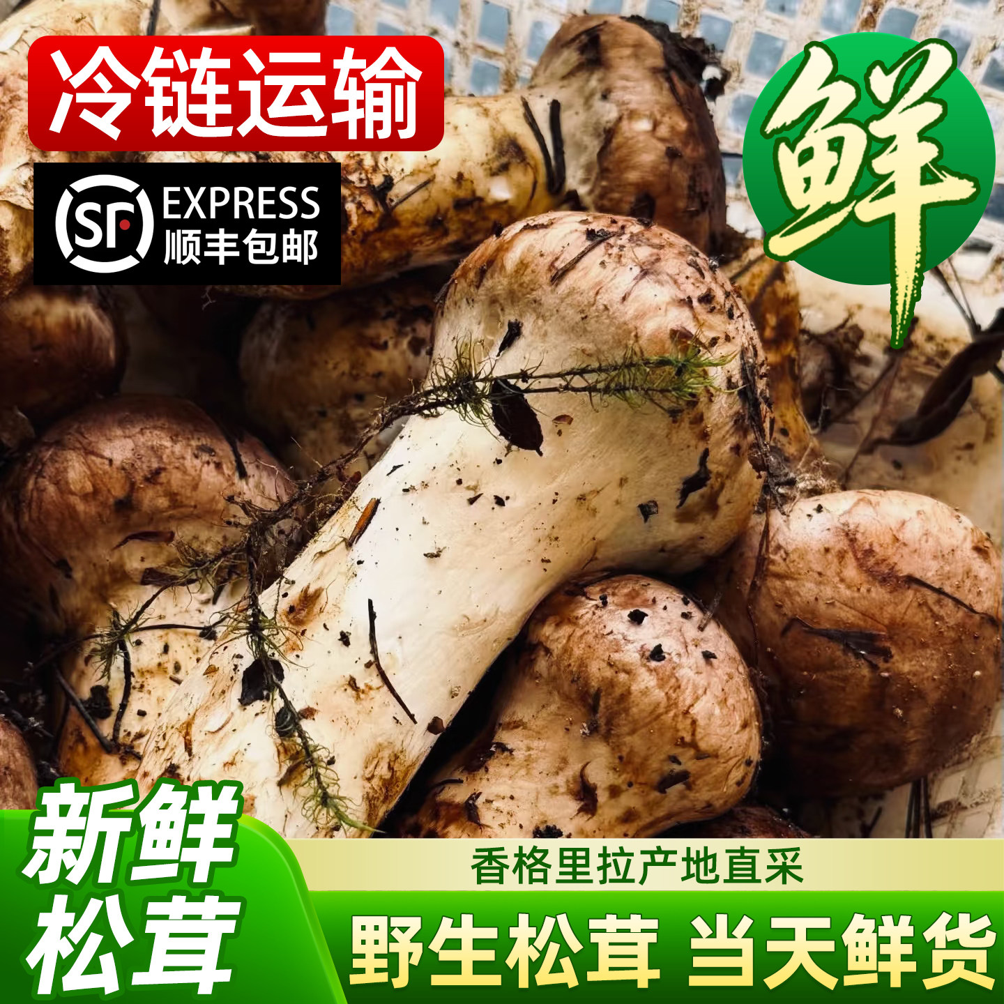 2026现挖新鲜松茸空运冷链出口野生菌子香格里拉500g云南高原