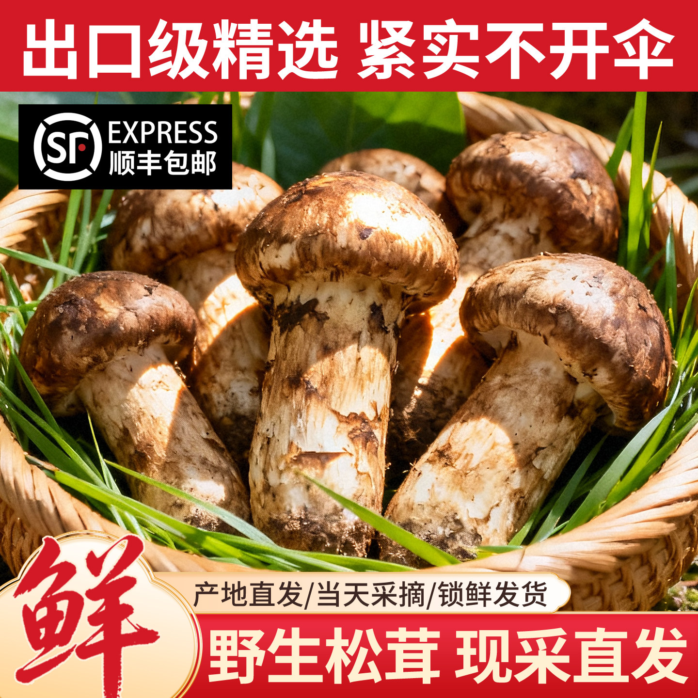 2026现挖云南香格里拉鲜松茸野生顺丰冷链空运出口新鲜松茸现货