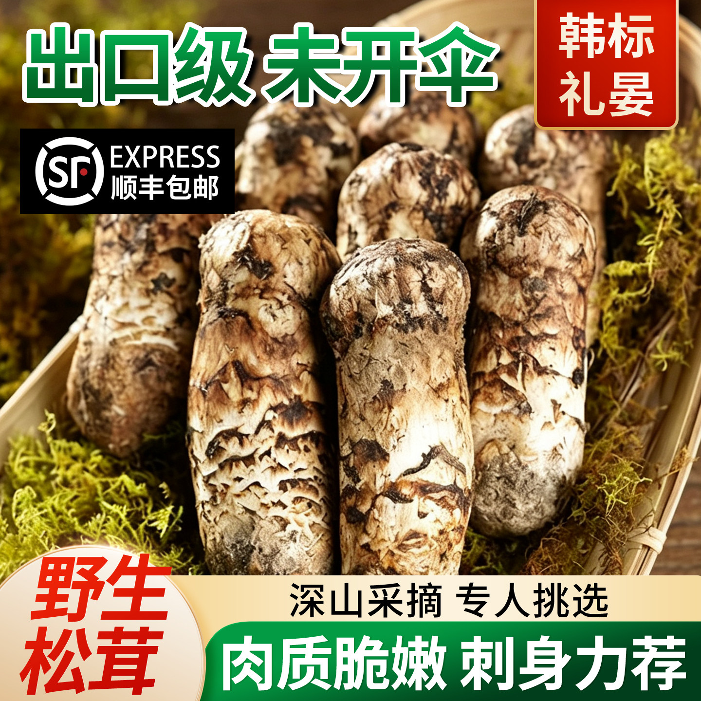 2026新鲜松茸菌出口级云南香格里拉特产菌菇野生菌鲜松茸