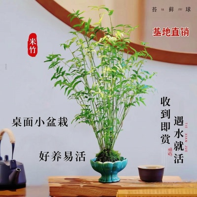 苔藓球米竹/观音竹水培盆景好养