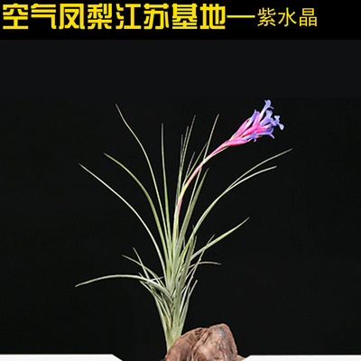 空气凤梨绿植紫水晶blue无土植物