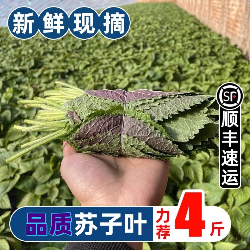 紫苏叶新鲜食用苏子叶韩国料理紫苏鲜苏子叶非东北当季时令蔬菜