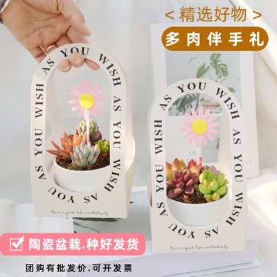 女神节多肉盆栽手提礼带盆发货