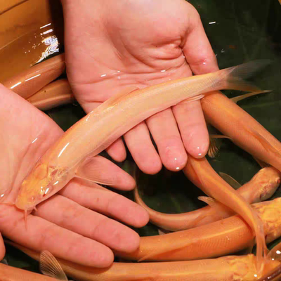 红眼鳕鱼白子招财龙赤目鳕鱼大鳞鲃鱼苗冷水观赏食用鱼