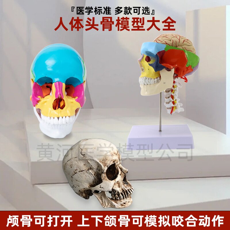 成人1:1头骨解剖结构模型头颅骨标本医学仿真人体可拆卸彩色骷髅