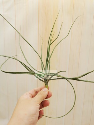 空气凤梨 Tillandsia Schiedeana Giant 琥珀巨型种