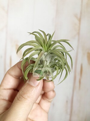 展示 空气凤梨 Tillandsia Ionantha Fountain 喷泉精灵