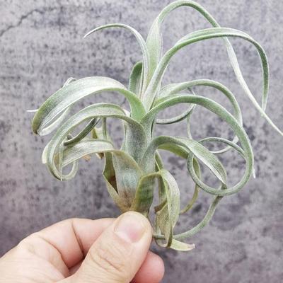 室内无土空气凤梨绿领园雨林杂交