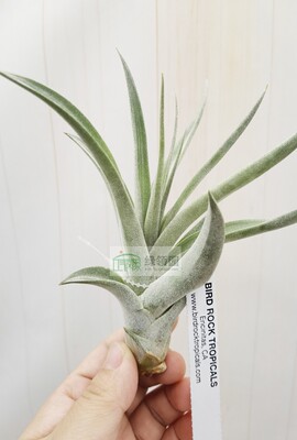 空气凤梨 鸟岩 Tillandsia 'Flaming Spears'空可乐x香槟