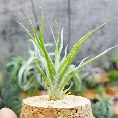 直播专拍  2025 绿领园一物一拍 T.Timm's Twister 万汉x章鱼