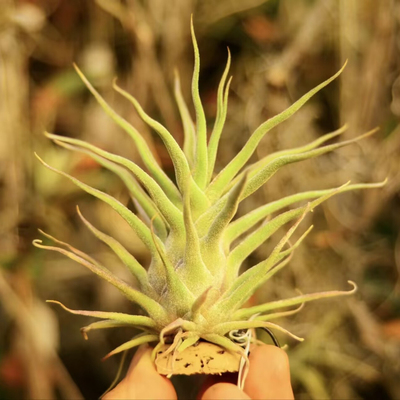 国内手播空凤品种无土多血统杂交T. Oriental Tumbler 东方不倒翁
