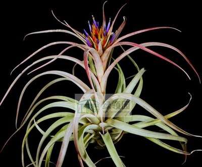 展示 空气凤梨 T.‘Perfectly Peachy’卡比水蜜桃x空可乐