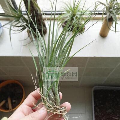展示 凤梨 Tillandsia 'John Arden Hybrids 杂交精灵