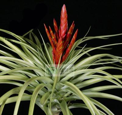 【展】T.'Enchanted (flagellata x fasciculata)费西xWU娘