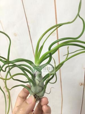 空气凤梨【展示】T. Bulbosa giant specimen 蝴蝶巨型种