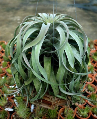 展示 空气凤梨 T.capitata 'Rio Hondo' 精选形态