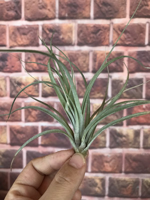 展示 空气凤梨 Tillandsia fasciculata 费西