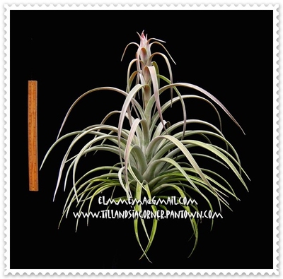 空气凤梨【展示】T.capitata Salmon x harrisii卡比鲑色×哈里斯