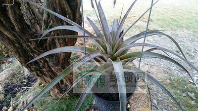 展 T.(xerographica x chiapensis) x fasciculata'Tropiflora'