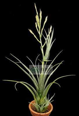 展示 空气凤梨 T.dasyliriifolia'Yucatan Mexico'x intermedia
