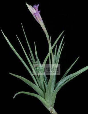 空凤【展示】T.argentina x tenuifolia 阿根廷娜×蓝色花