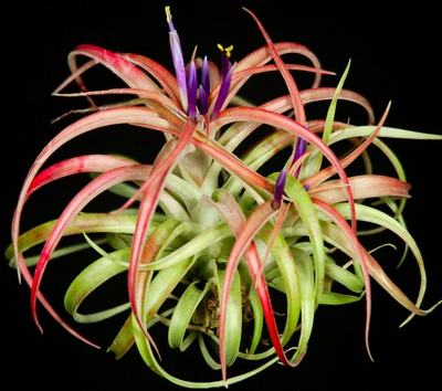 洪都拉斯空气凤梨