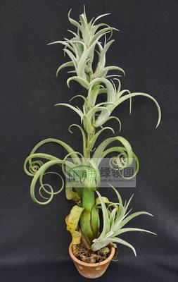 花中花巨型空气凤梨