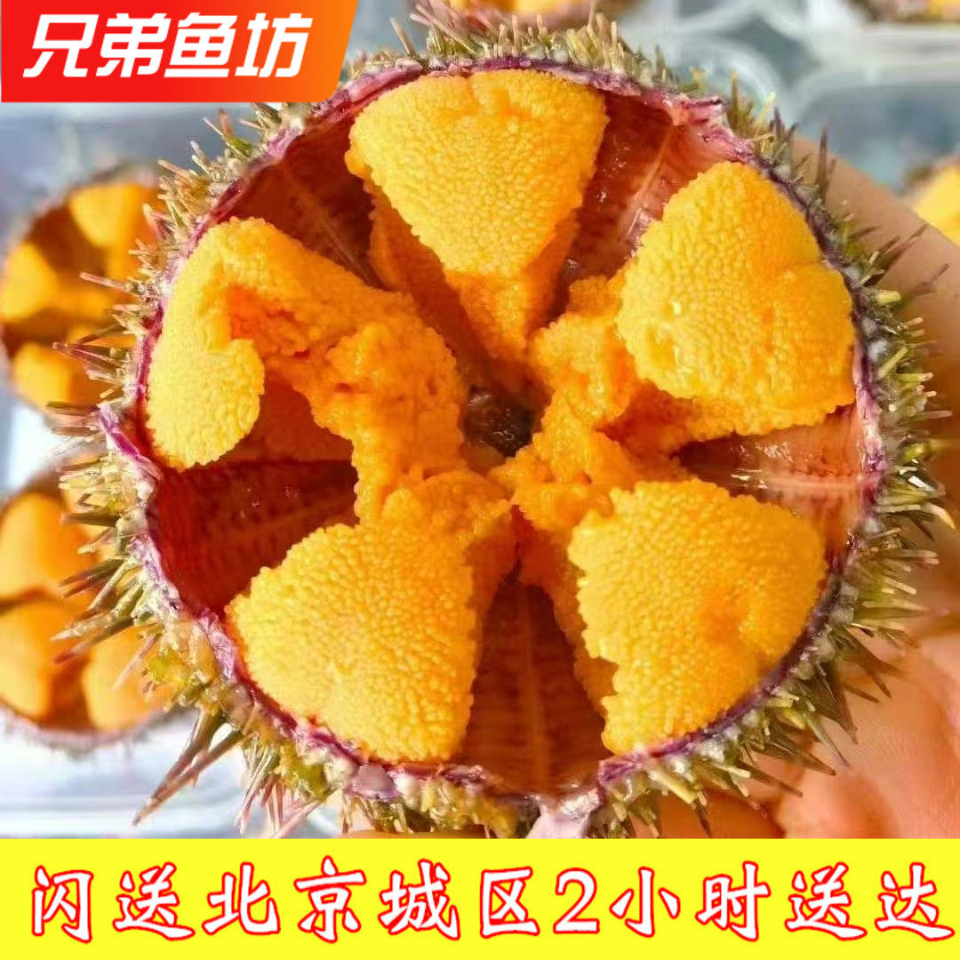 100克/只北京闪送大连鲜活紫胆海胆满黄新鲜黄胆马胆生吃蒸蛋现货