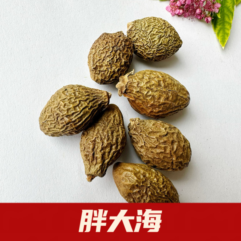 胖大海大海干胖大海好胖大海农产品初加工