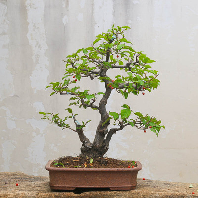 孤品胡秃子老桩根开花结果造型