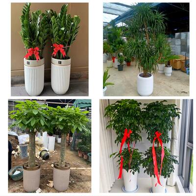 孝感市云梦县应城安陆汉川市同城绿植花卉送发财树绿萝柱公司开业