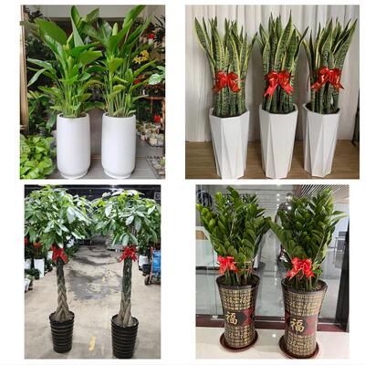 发财树招财树送朋友公司开业送徐州市泉山区铜山区邳州市同城花店