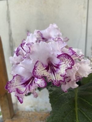 满18元包邮零下地区无售后耐阴超长花期堇兰海角樱草一片叶幼苗