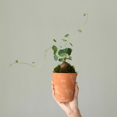 素可泰山乌龟趣味美观爬藤绿植