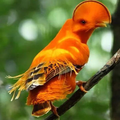 圭亚那动冠伞鸟，下单自己走过去，稀有宠物，路途遥远时间较长