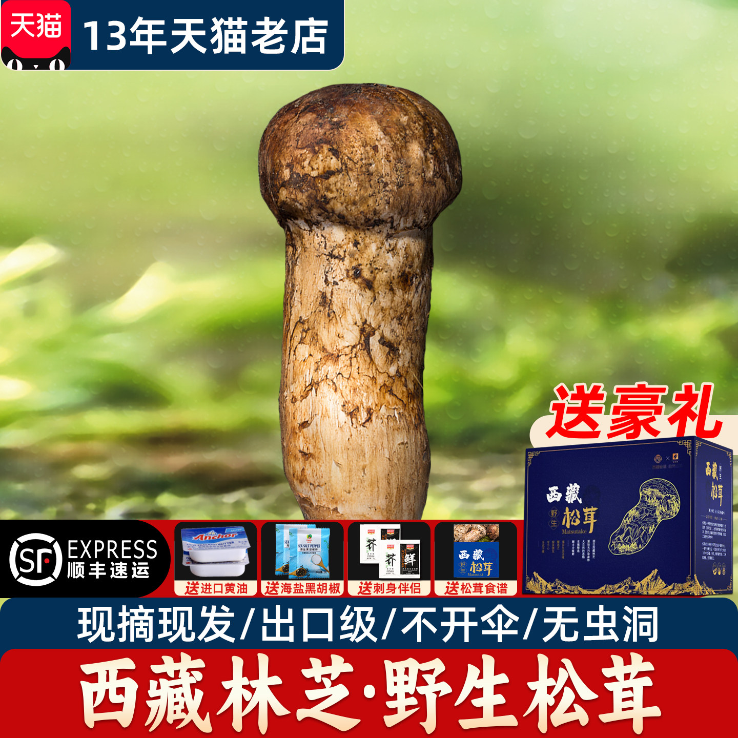 西藏野生新鲜松茸林芝松茸菌菇韩标6~8cm/1Kg未开伞非云南鲜松茸