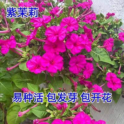 紫茉莉种子四季播种开花夜来香地雷花种籽子阳台庭院驱蚊胭脂花卉