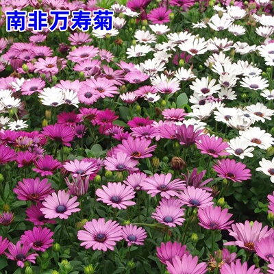 耐寒景观园林四季易播南非万寿菊