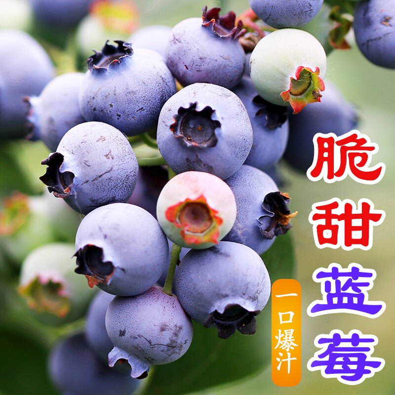 水源地种植蓝莓 清甜可口 大果蓝莓 新鲜水果 宝宝食材