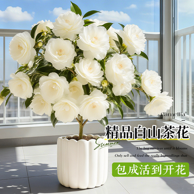 山茶花树苗盆栽四季生花好养活室内阳台庭院花卉植物香妃茶花树苗