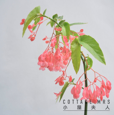 begonia tamaya 红花竹节秋海棠 室内阳台客厅 耐热植物