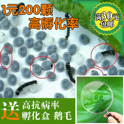 蚕种蚕配套蚕宝宝蚕籽