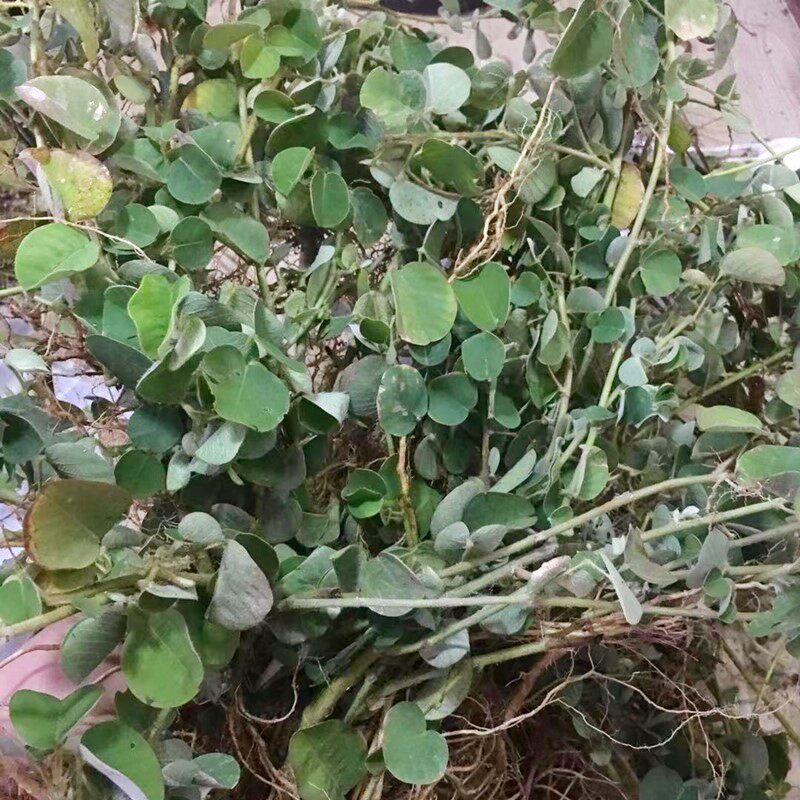 广金钱草新鲜中药材农家现采新鲜大叶排溶石茶500克带根枝叶整棵