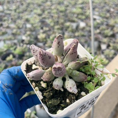 海豹水泡易掉叶597