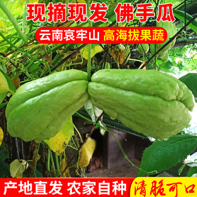 云南野生佛手瓜农家现摘非种植