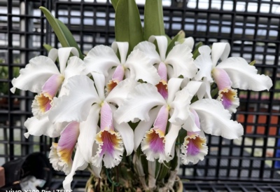 半白彩虹莫西 卡特兰C.mossiae alesandra F5