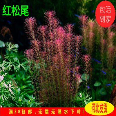 红松尾水草绿松尾自养叶草水草红